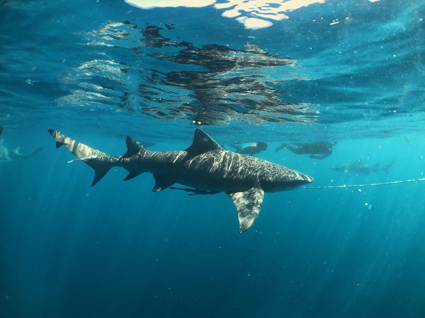 Shark Awareness Day - You can make a difference